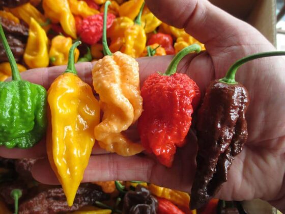 Do It Yourself: Growing champion super hot chillies
