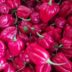 Red Scotch Bonnet 500g - Fire Dragon Chillies